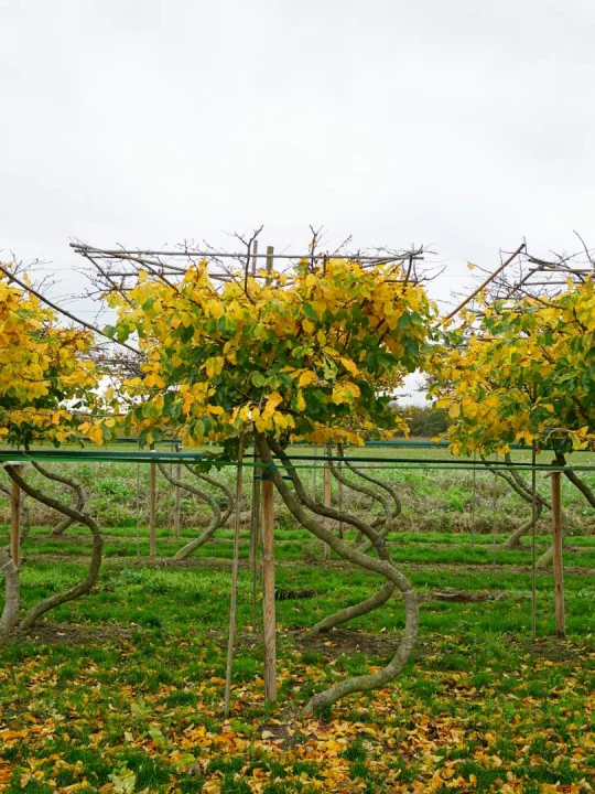 Parrotia persica TREEVOLUTION ® THE SWING ® | SWING Perzisch ijzerhout (cv) - Van den Berk ...